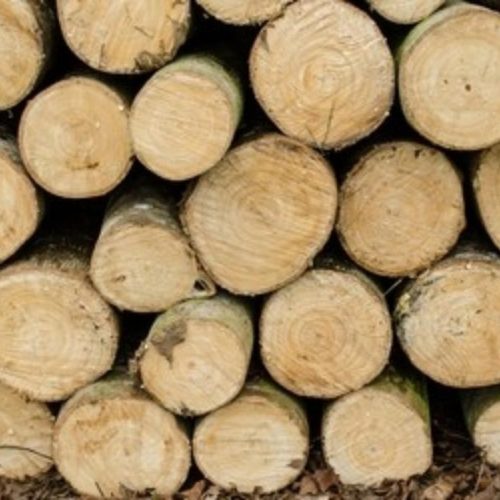 Rubber wood – Hanumantimbers