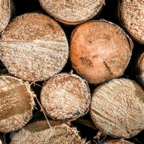Sal Woods – Hanumantimbers